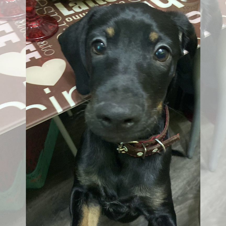 Щенок в добрые руки