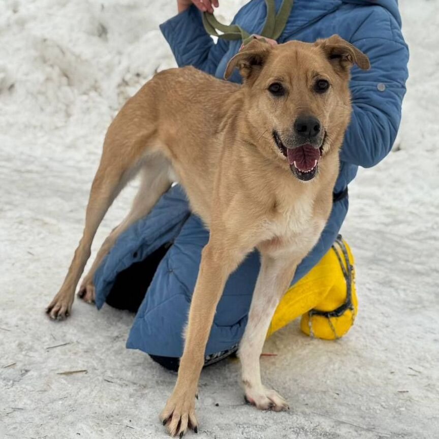 Взрослый пёс в добрые руки