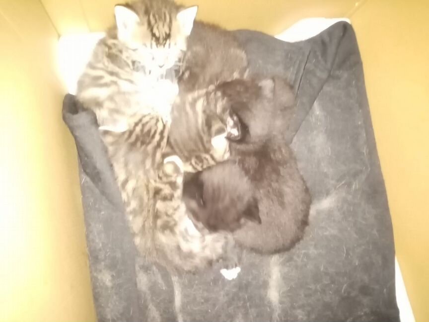 Котята