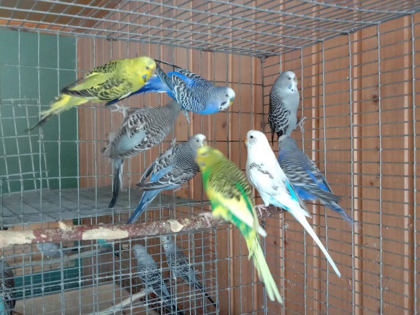 Волнистый,корелла