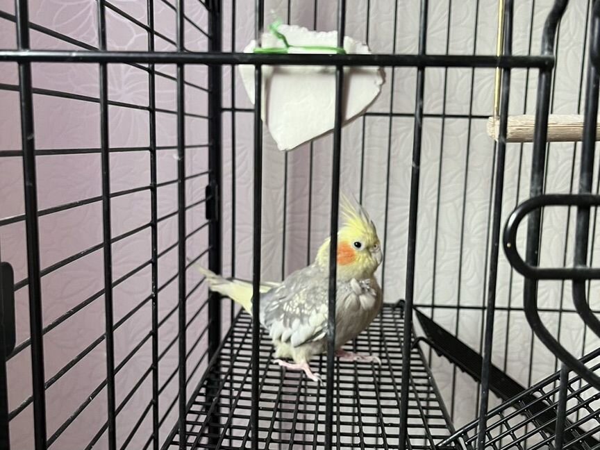 Попугай корелла