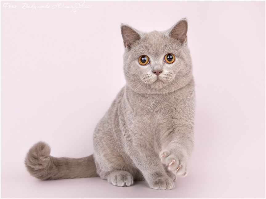 Шикарный котенок подрощенный