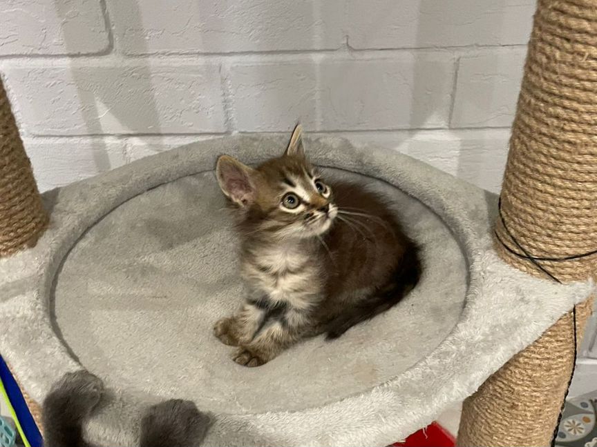 Котёнок Инесса в добрые руки