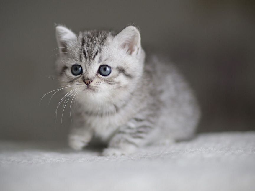 Шотландские котята золотая шиншилла и вискас