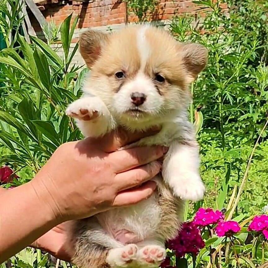 Мальчуган корги пемброк