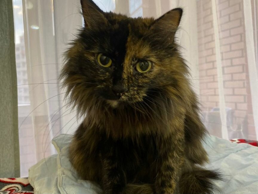 Пушистая Поли в дар