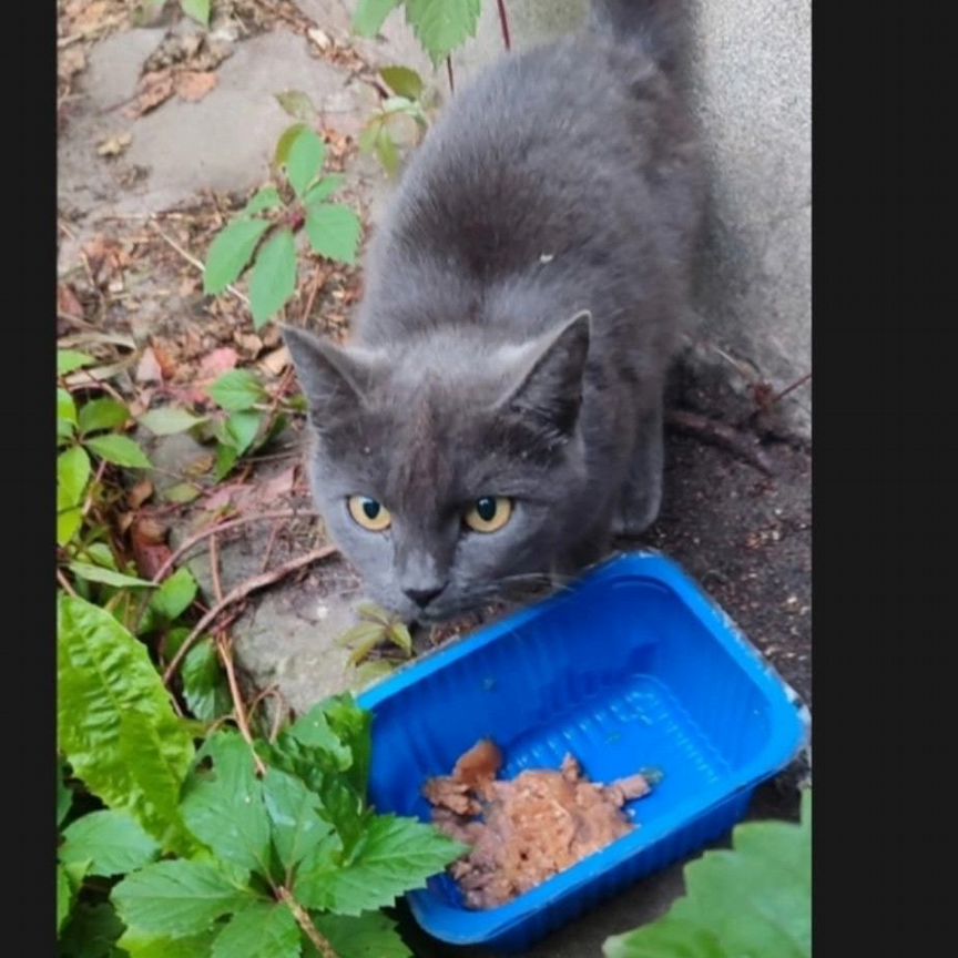 Взрослая кошка в добрые руки