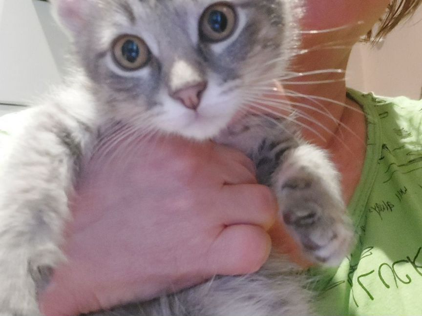Котята в добоые руки бесплатно