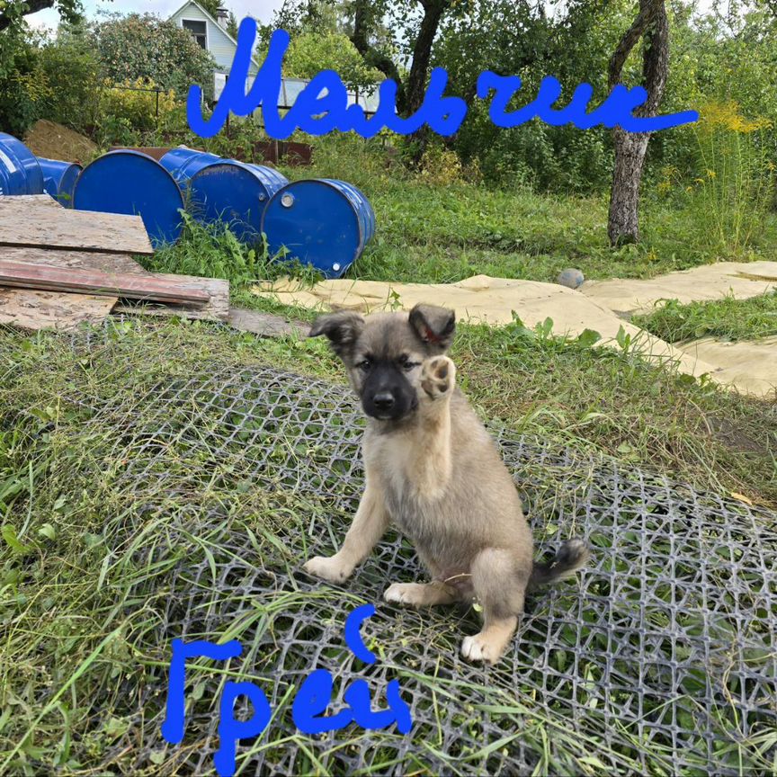 Чудесные щенки в добрые руки