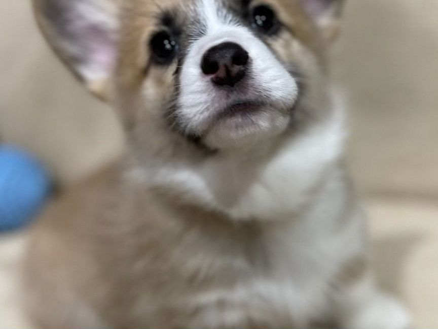 Щенок Вельш- корги пемброк, продается