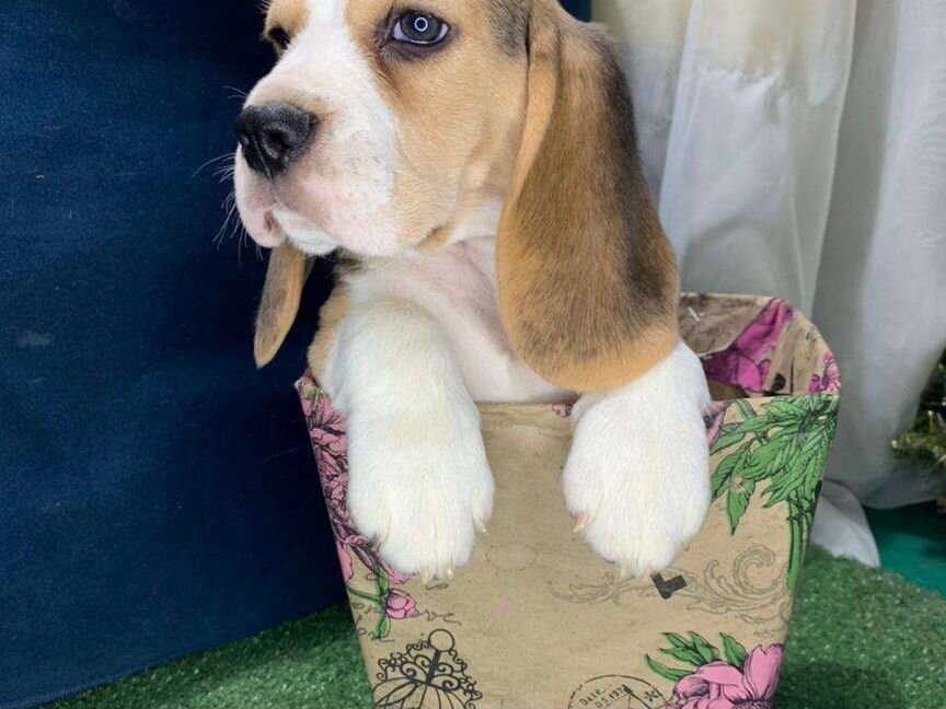 Щенки бигль с доками