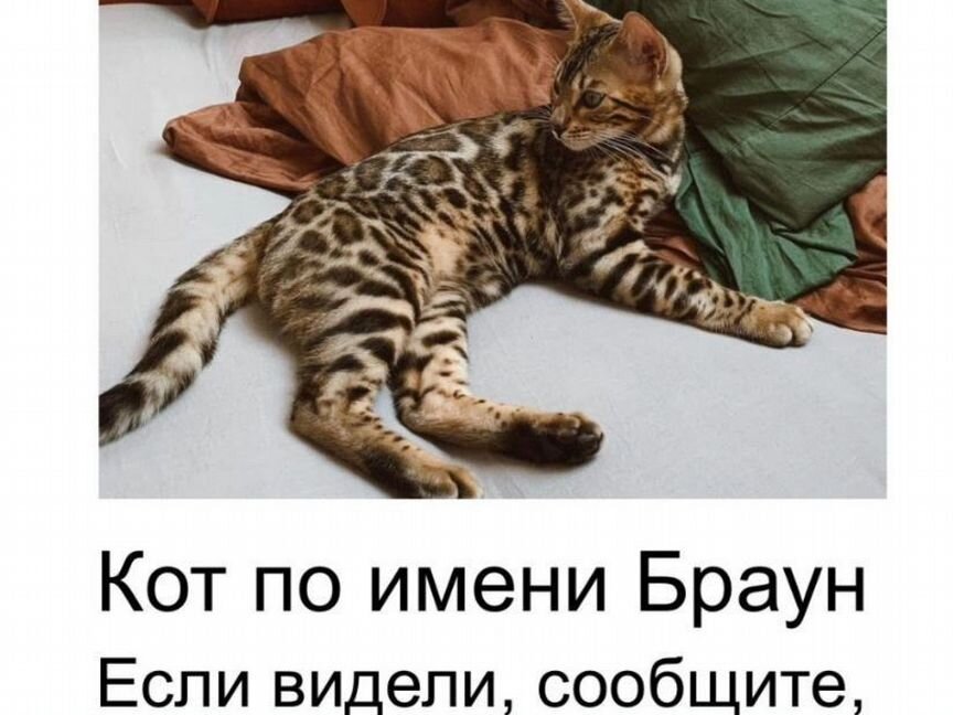 Потерялся кот - Бенгальской породы