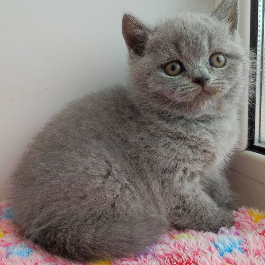 Британская голубая кошка