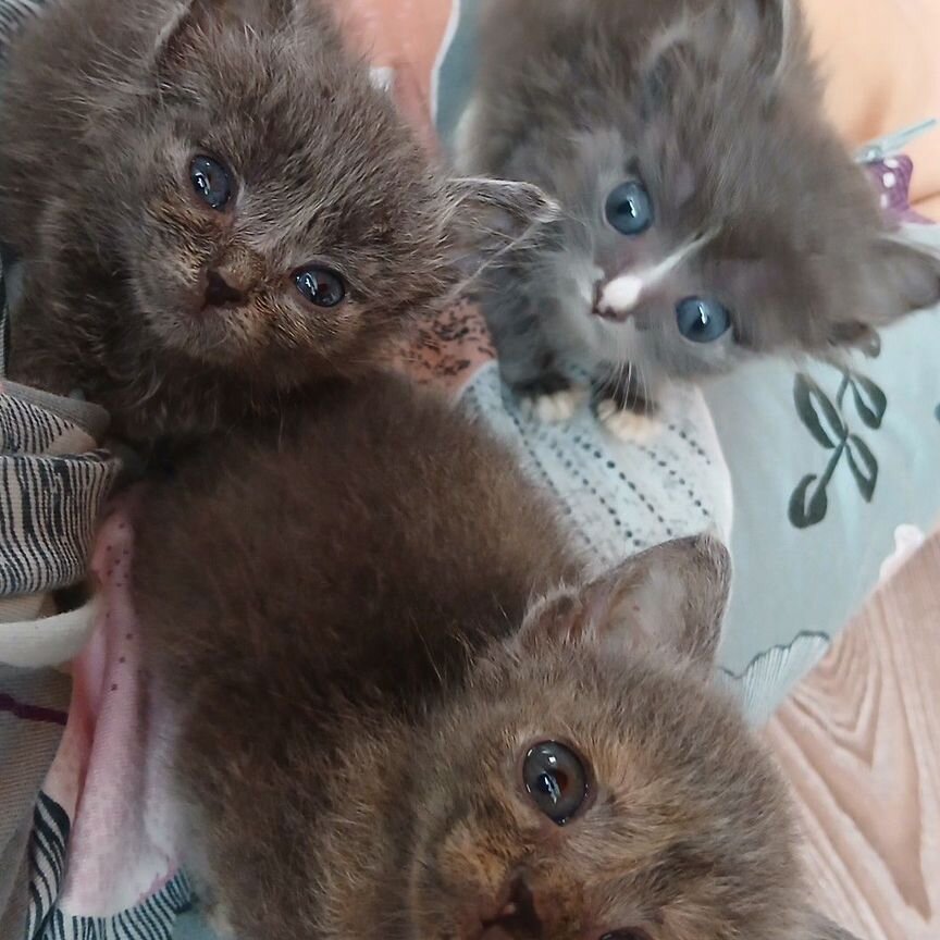Котятки в добрые руки