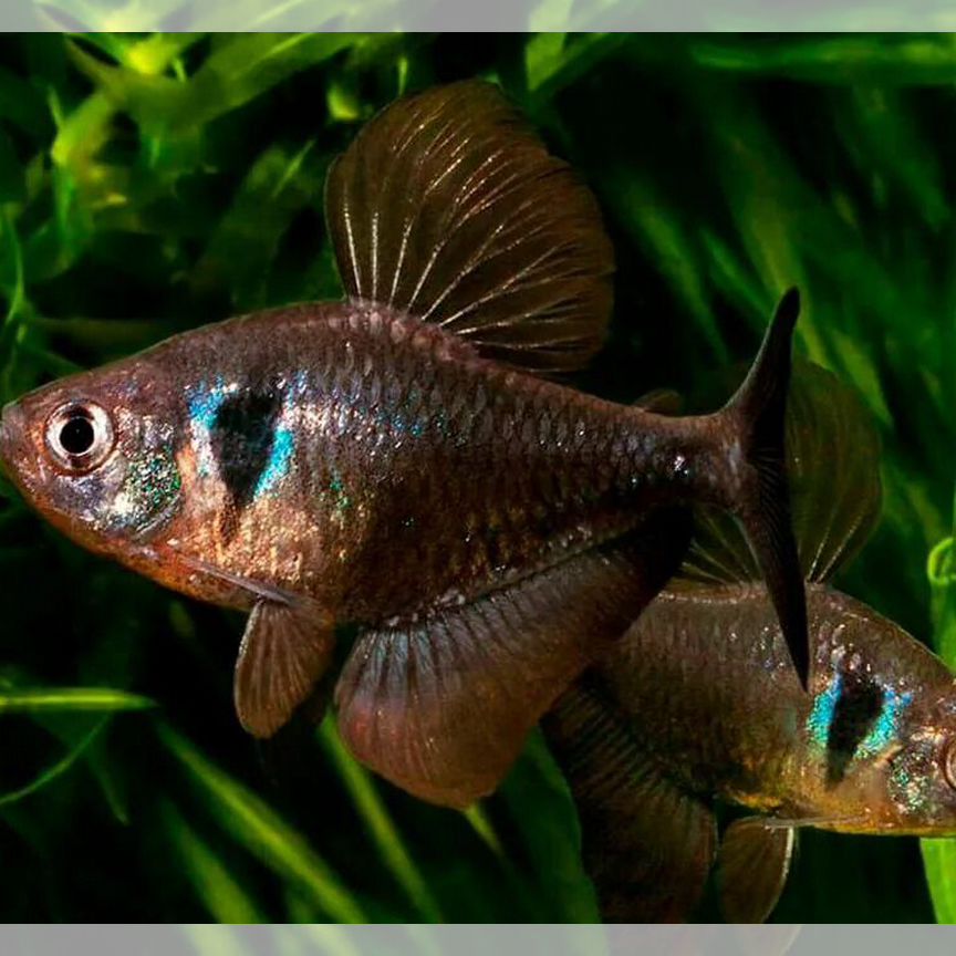 Тетра орнатус черный фантом