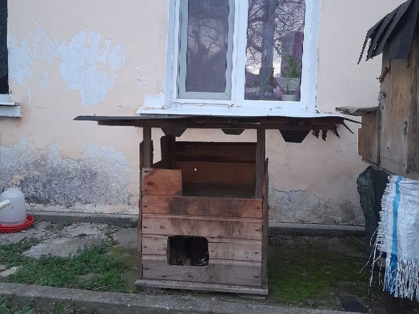 Курятник, будка для кошки