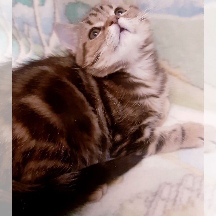 Шотландский прямоухий короткошёрстный котёнок