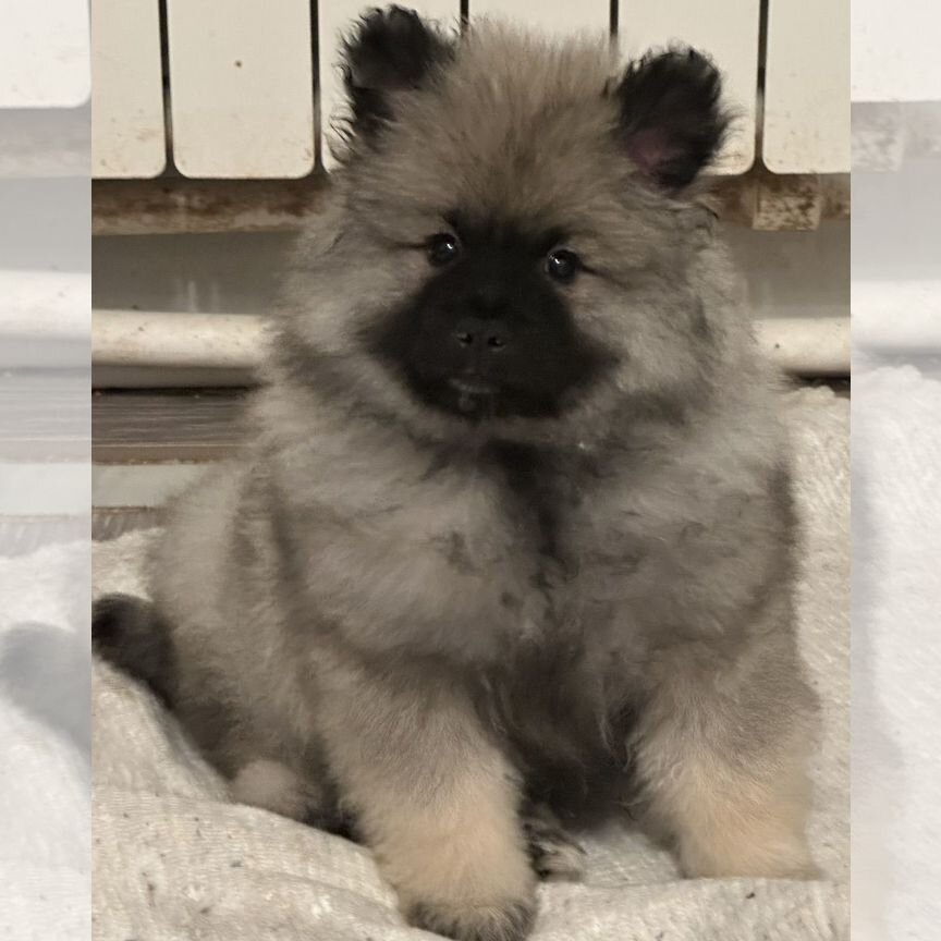 Вольфшпиц, щенок