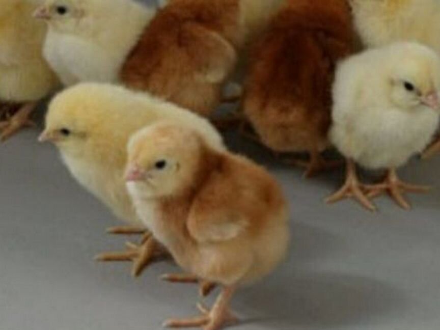 Цыплята домашних кур, молодые петушки