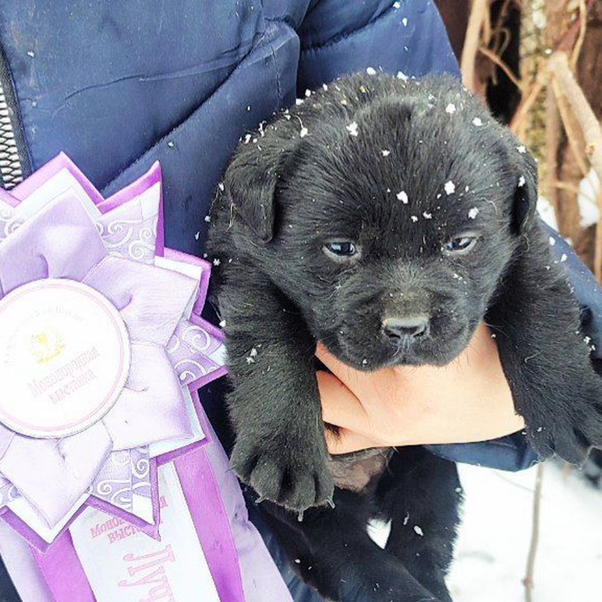 Лабрадор девочка