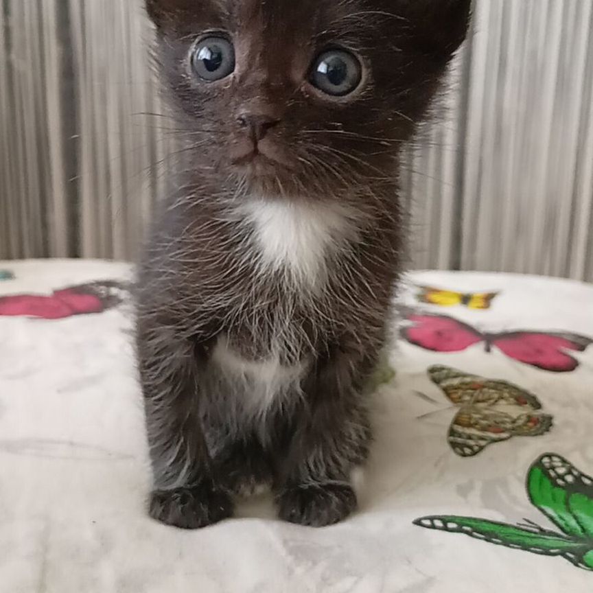 Котенок по имени Гав