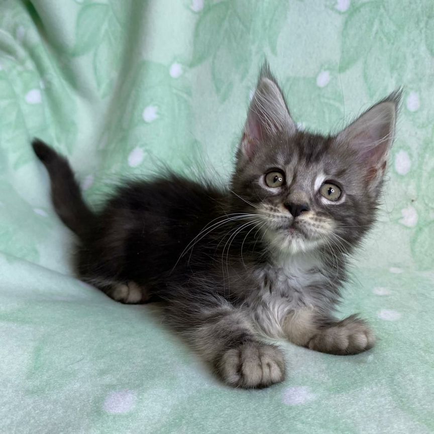 Котенок мейн-кун в добрые руки