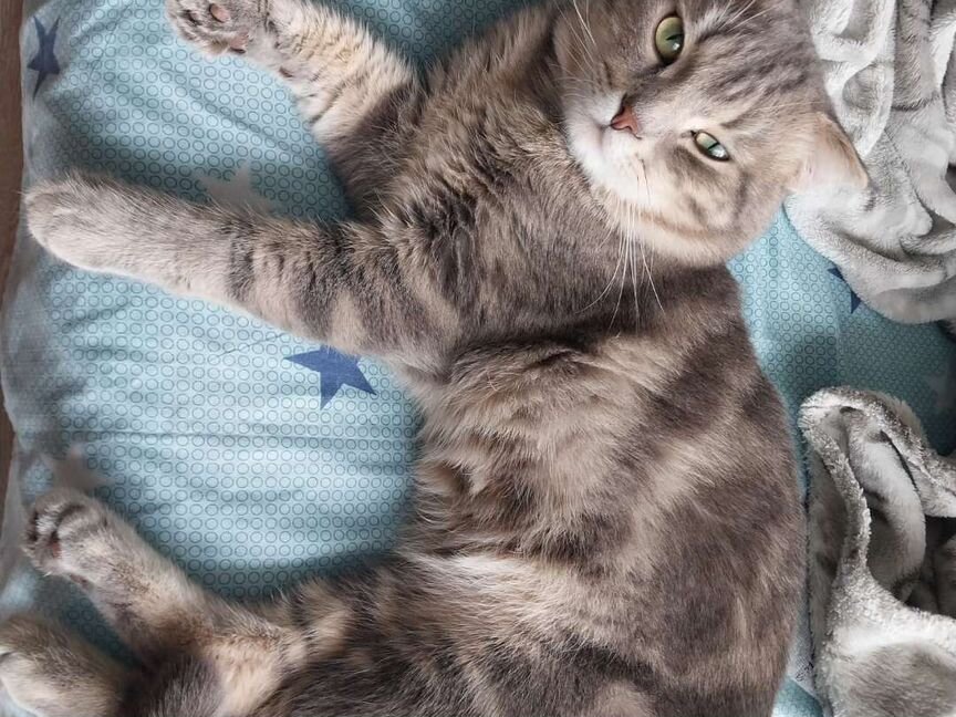 Британский вислоухий кот