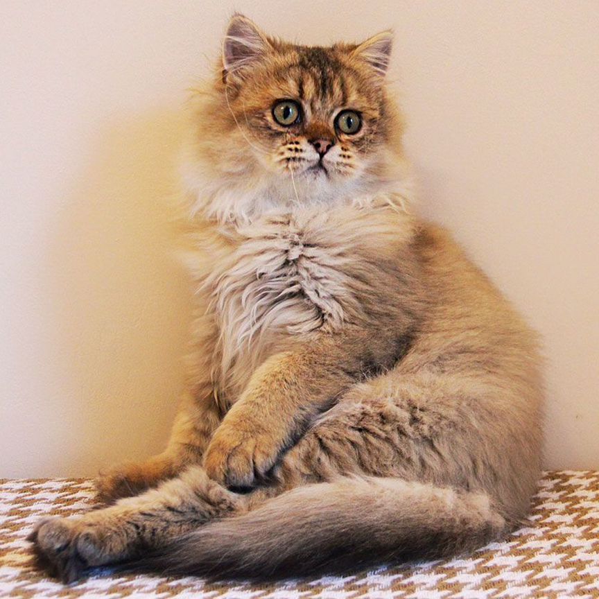 Максик - золотой длинношёрстный британчик