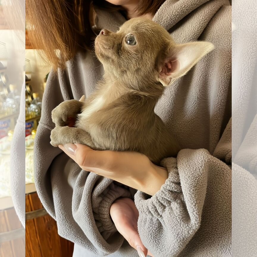 Чихуахуа, щенок