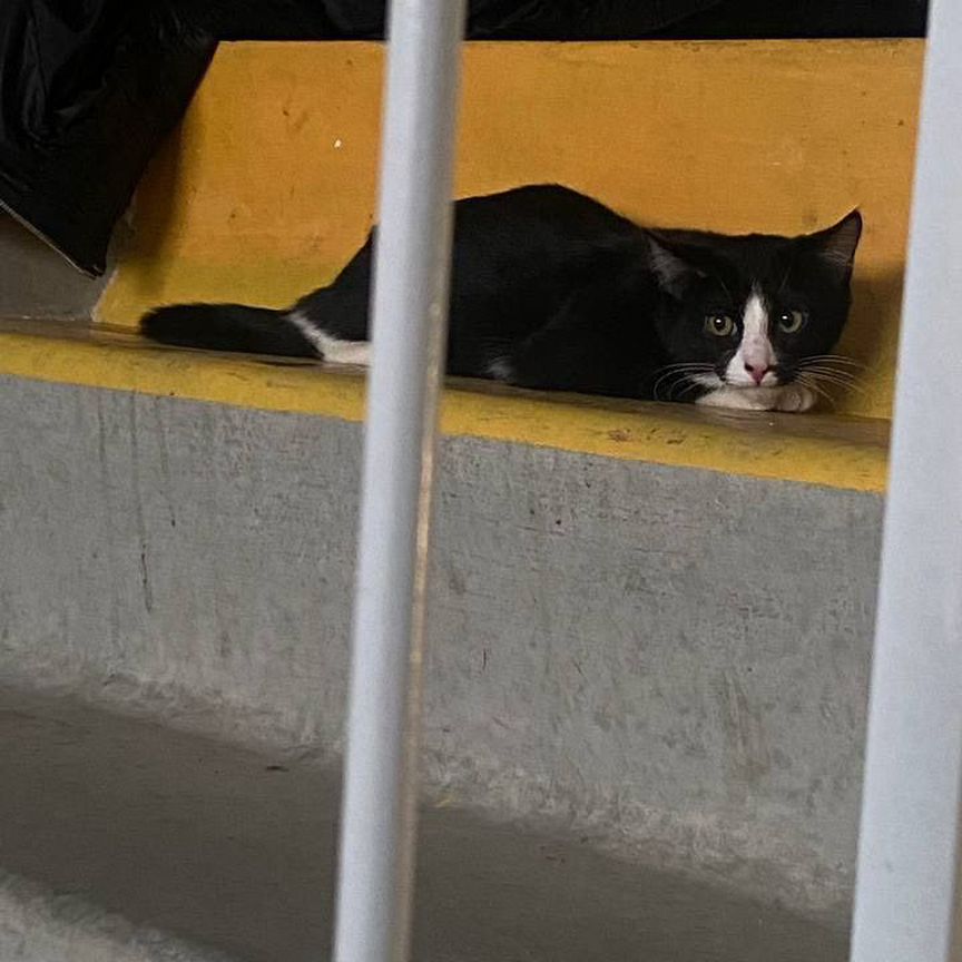 Отдам кота в добрые руки бесплатно