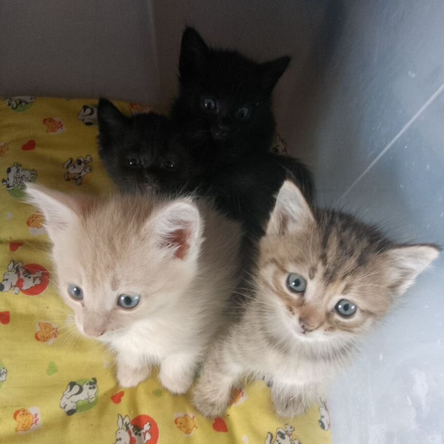 Мейкун, помесь