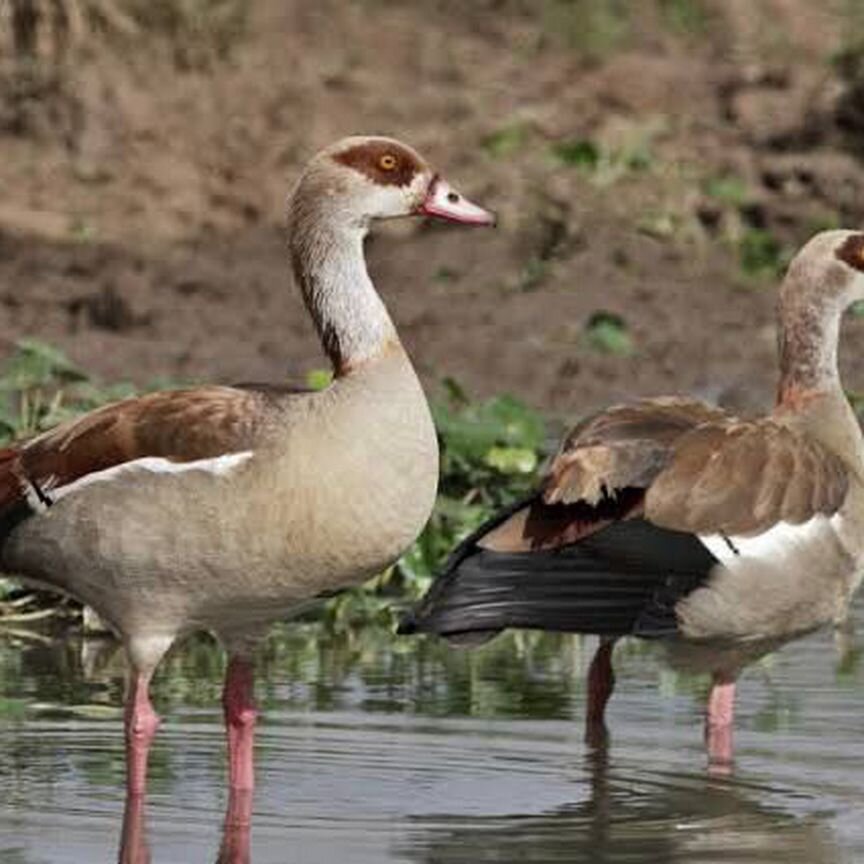 Гуси нильские