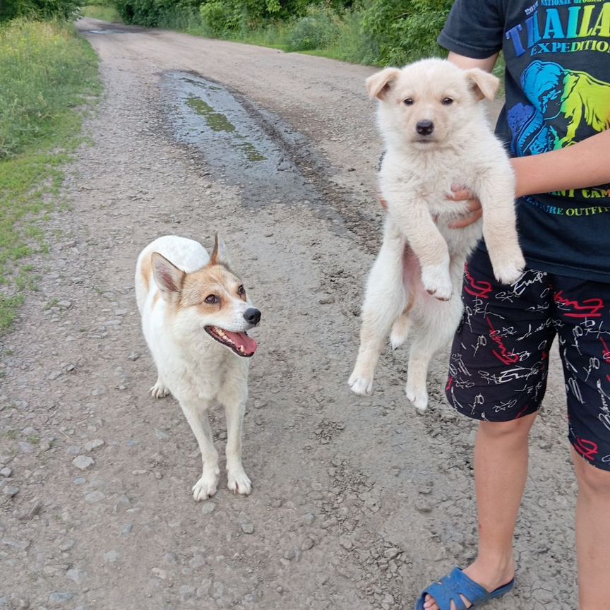 Щенки и мамка в добрые руки