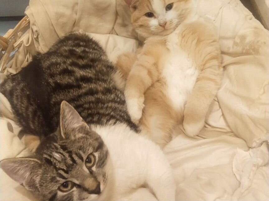 Кот. Лечебные коты