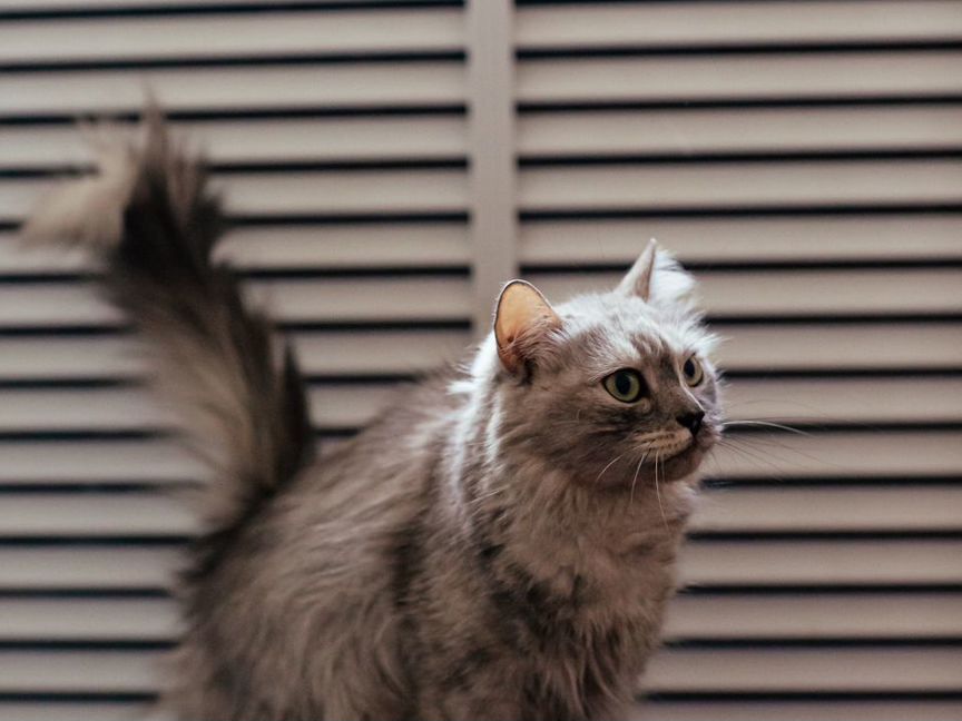 Кошечка Мила ищет дом