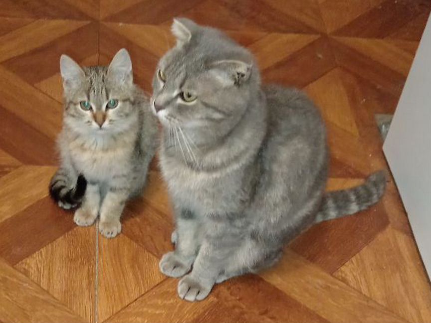 Котенок девочка полубританка отдам в добрые руки