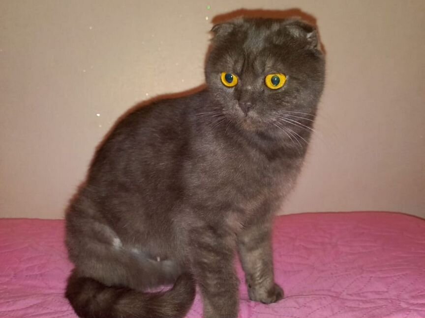 Кошечка шотландка, чуть больше года