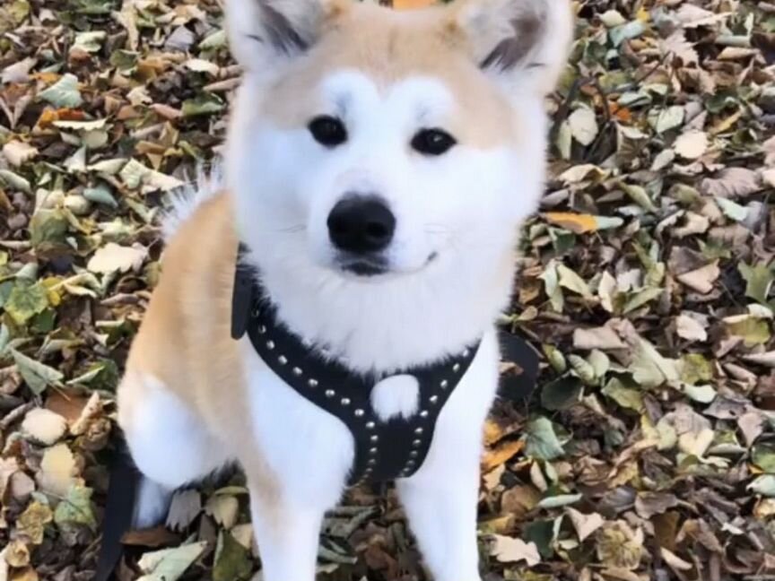 Шлейка кожаная для большой собаки