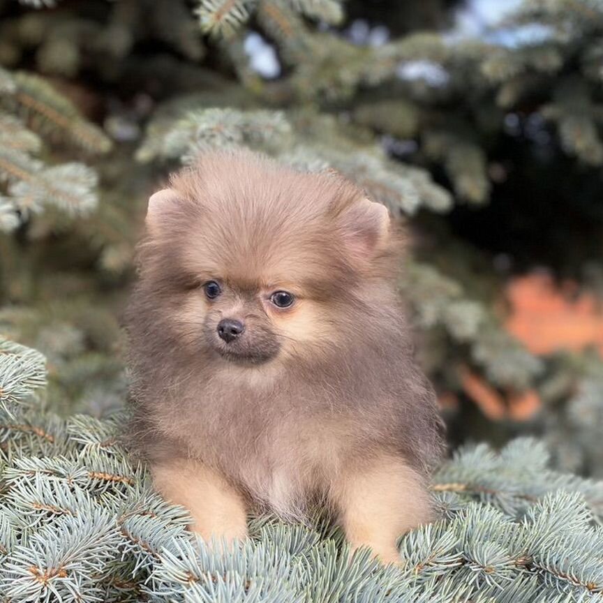 Померанский шпиц, щенок