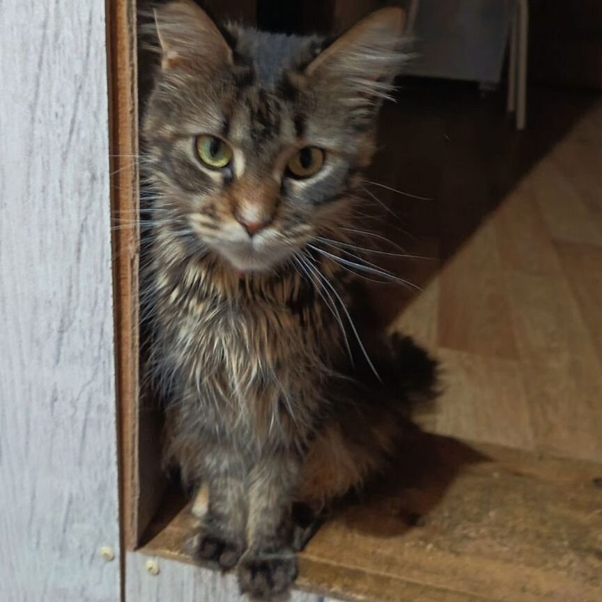 Мейн-кун котёнок