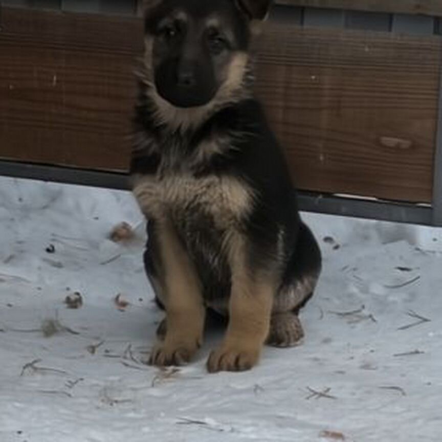 Немецкая овчарка, щенок