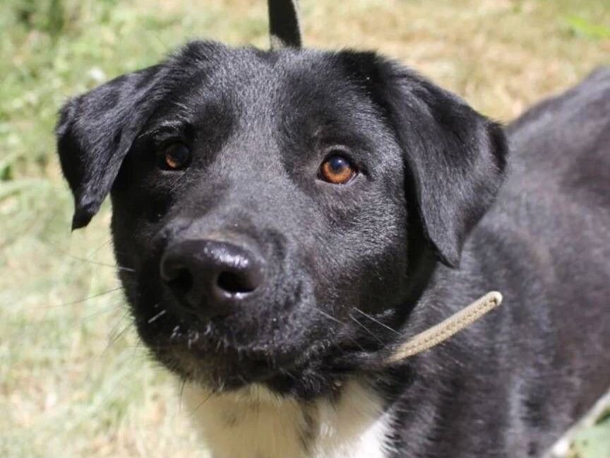 Собака в добрые руки бесплатно из приюта