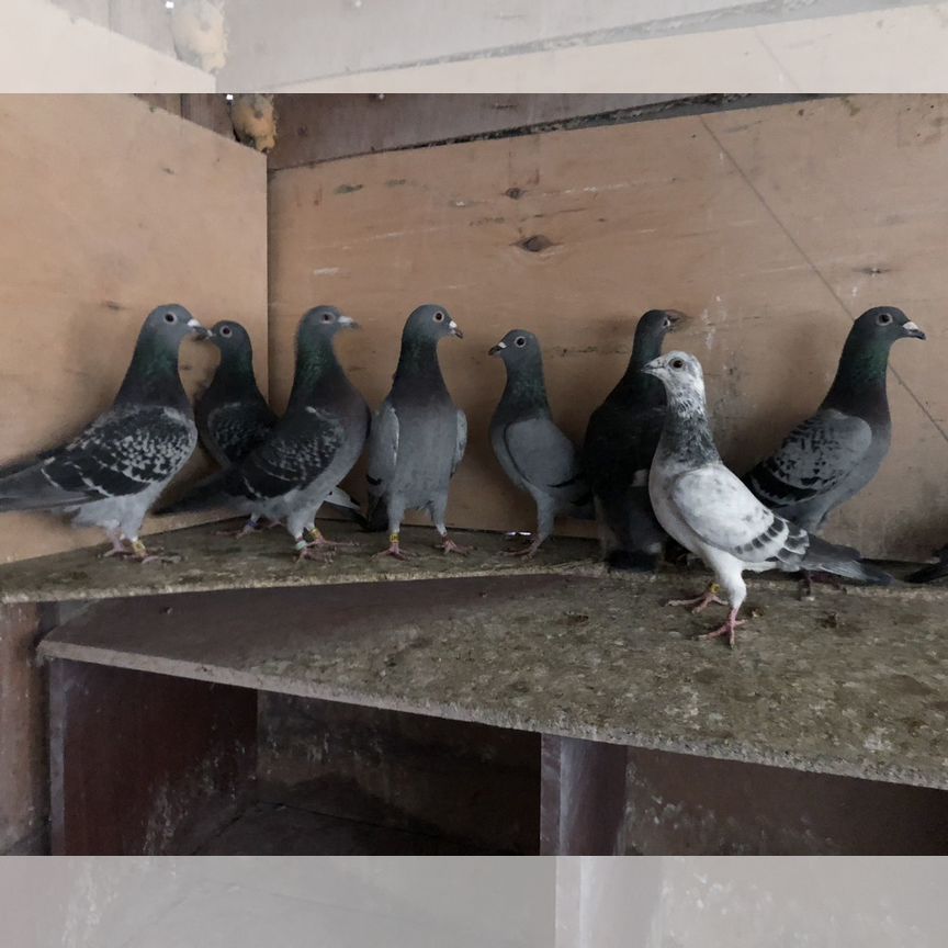 Спортивные голуби