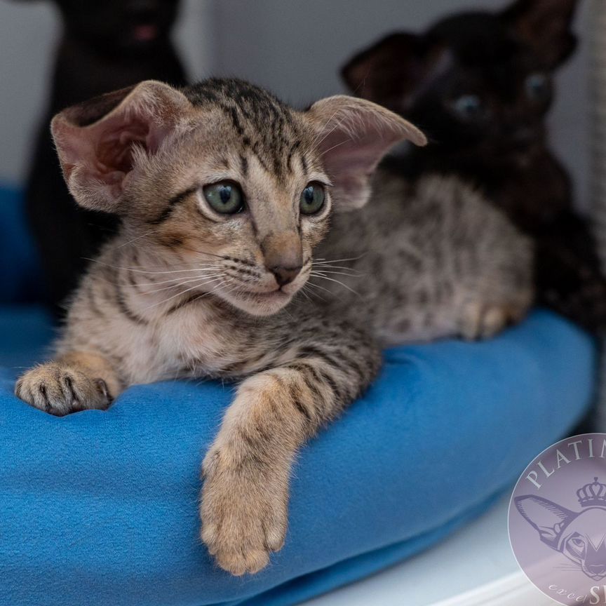 Ориентальные котята экстрим