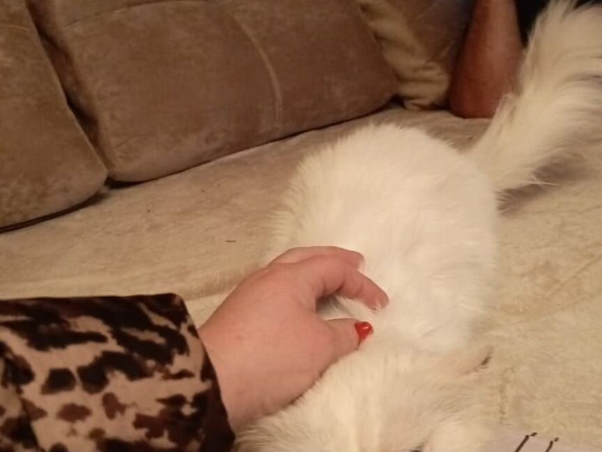 Персидская кошка Снежинка