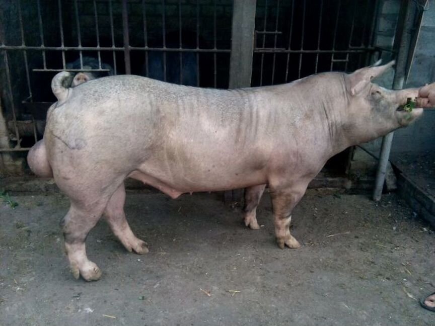 Семя хряка Пьетрен.Искусственное осеменение