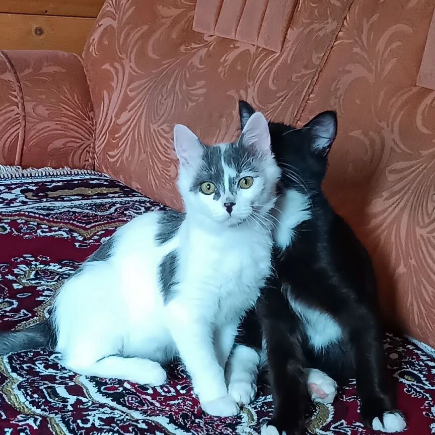 Котята в добрые руки