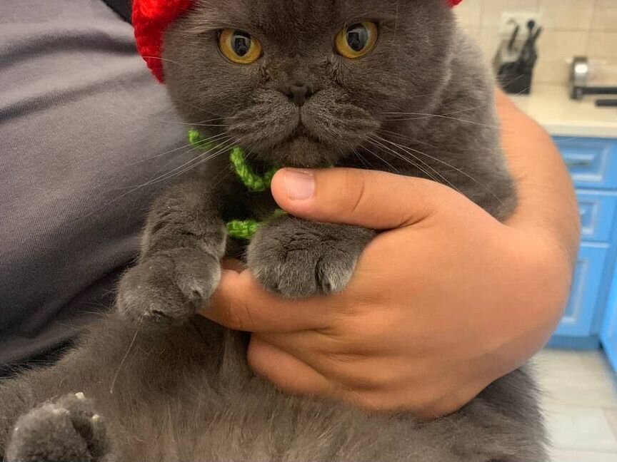 Шапочка для кошки