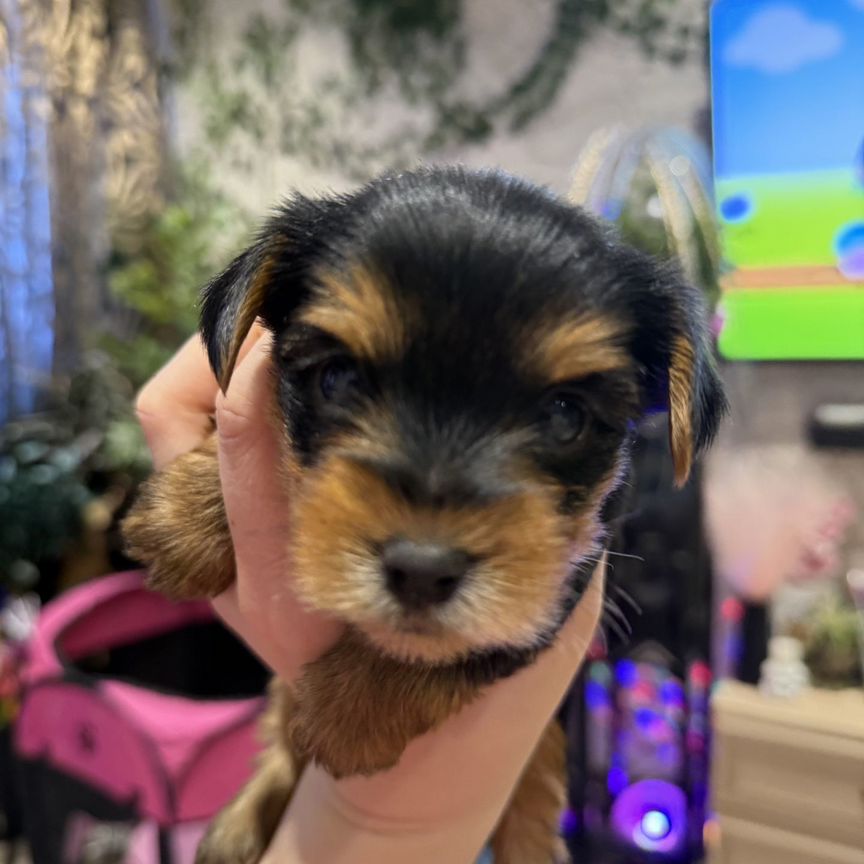 Йоркширский терьер, щенок