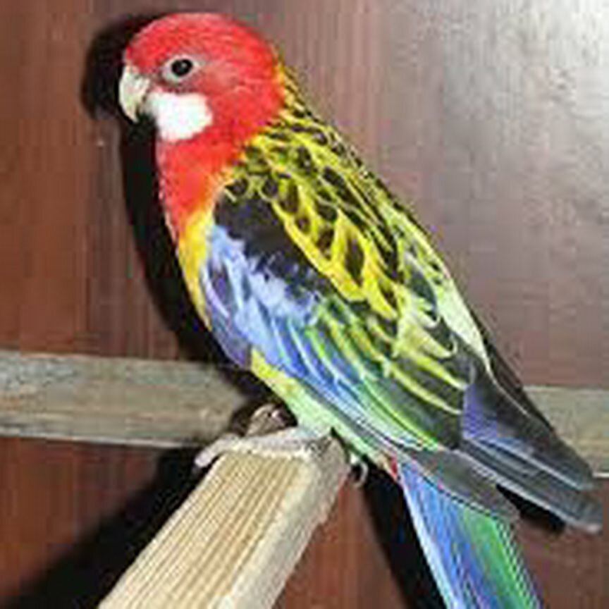 Попугай Розелла